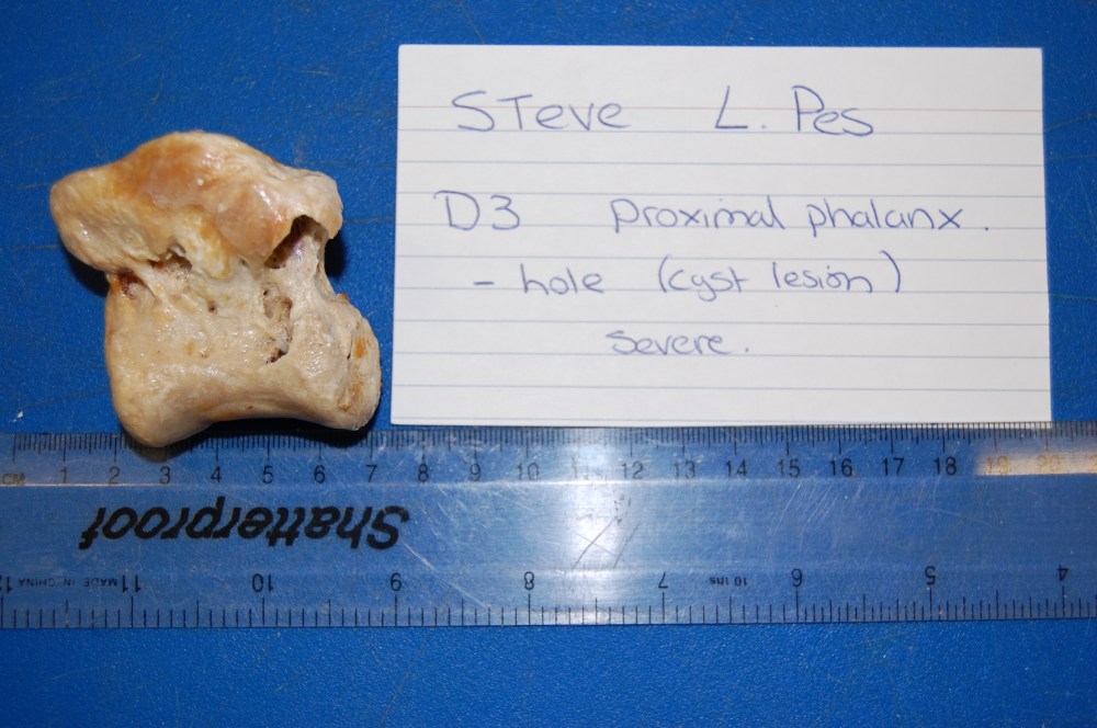 The Tragic Frailty of Elephant Feet | What's In John's Freezer?