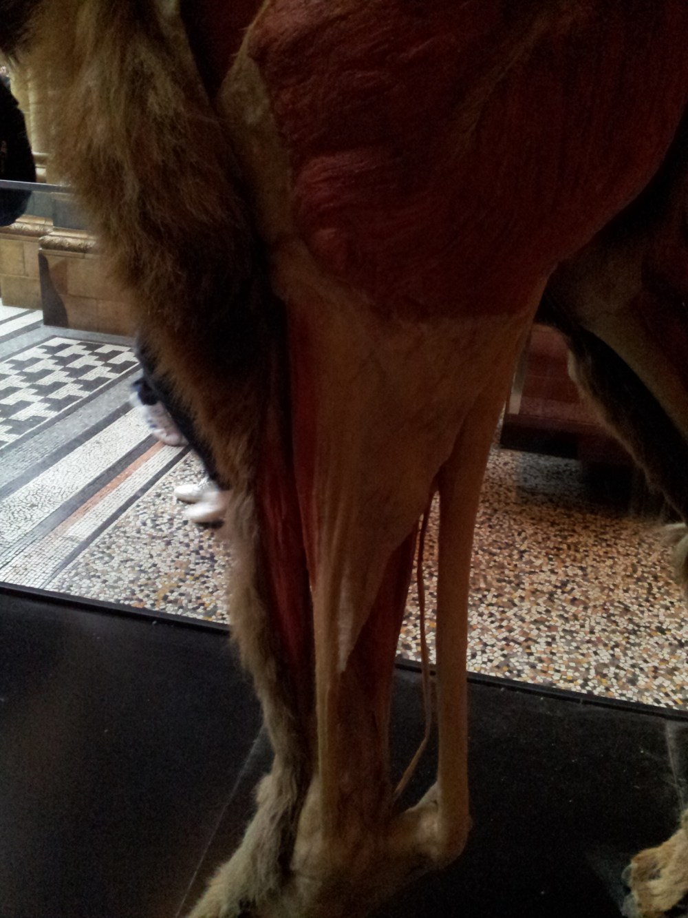 Camel Anatomy Interlude | What's In John's Freezer?