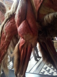 Camel Anatomy Interlude | What's In John's Freezer?