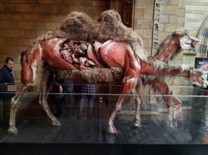 Camel Anatomy Interlude | What's In John's Freezer?