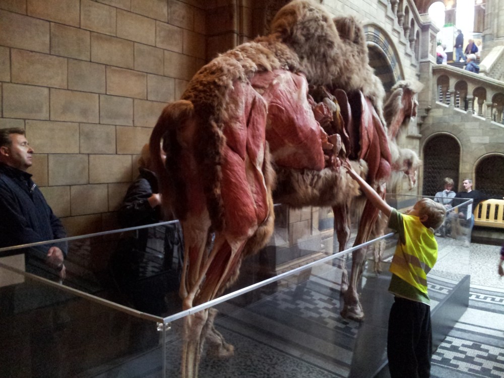 Camel Anatomy Interlude | What's In John's Freezer?