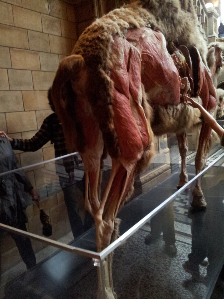 Camel Anatomy Interlude | What's In John's Freezer?