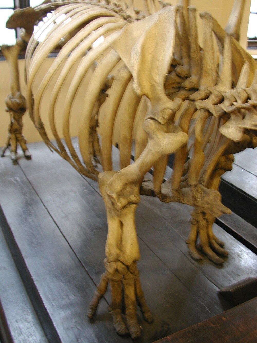 RVC Anatomy Museum, Part 5- Skele-tonnes | What's In John's Freezer?