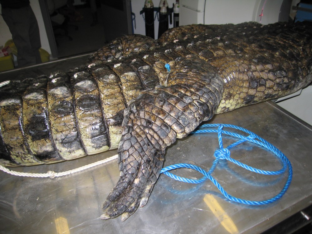 Studying “WCROC,” a 278 kilogram, 3.7 meter long Nile crocodile! | What ...