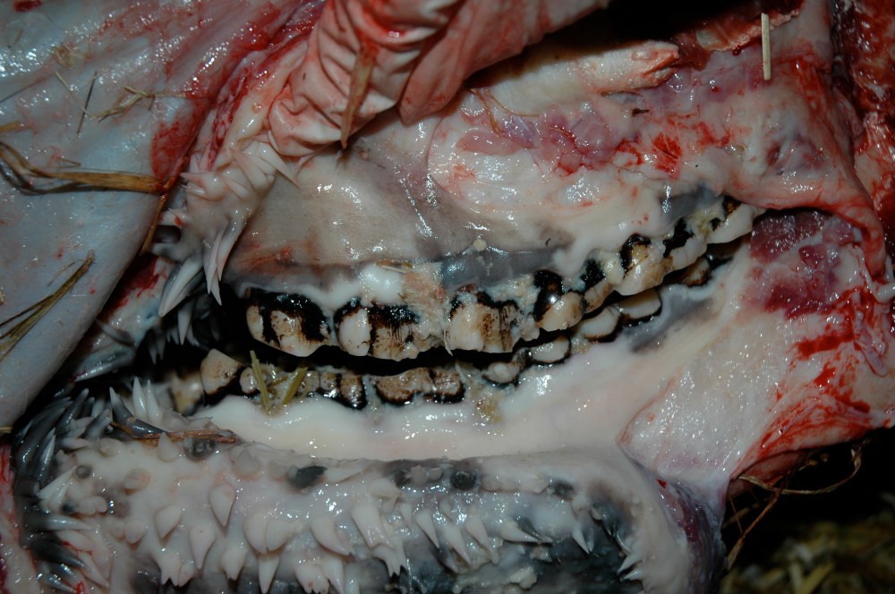 A Thank-You to Readers… With Some Awesome Giraffe Anatomy | What's In ...