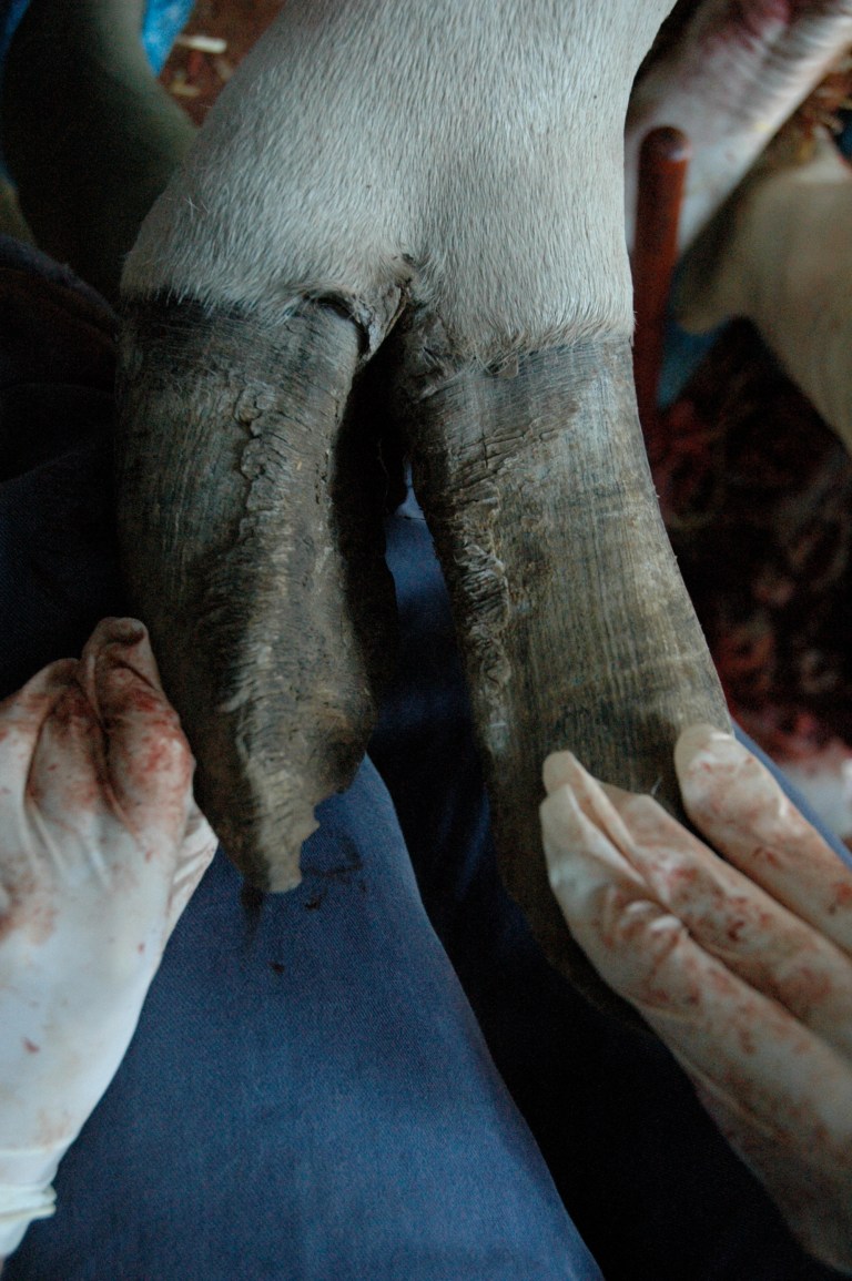 A Thank-You to Readers… With Some Awesome Giraffe Anatomy | What's In ...