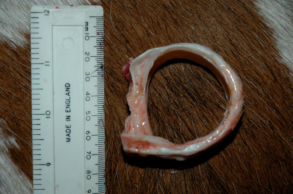 A Thank-You to Readers… With Some Awesome Giraffe Anatomy | What's In ...