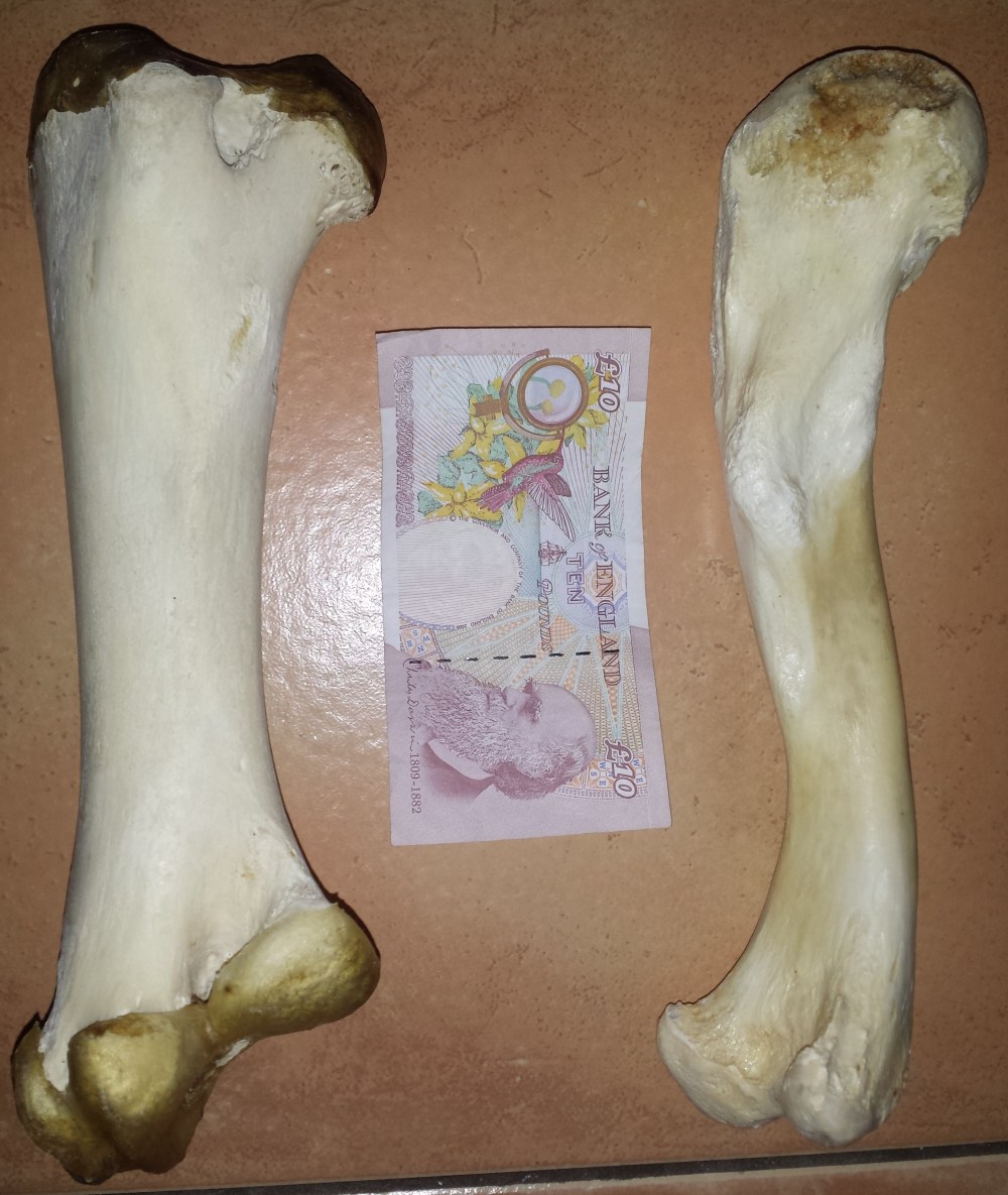 lizard | What's In John's Freezer?