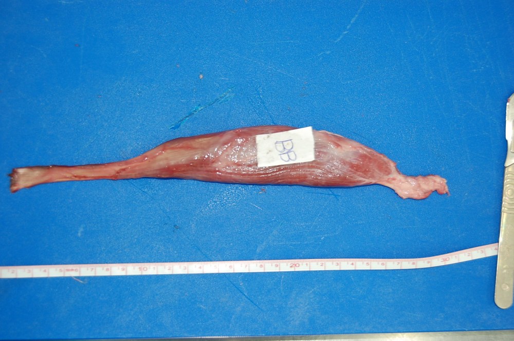 Better Know A Muscle: 2. Biceps brachii | What's In John's Freezer?