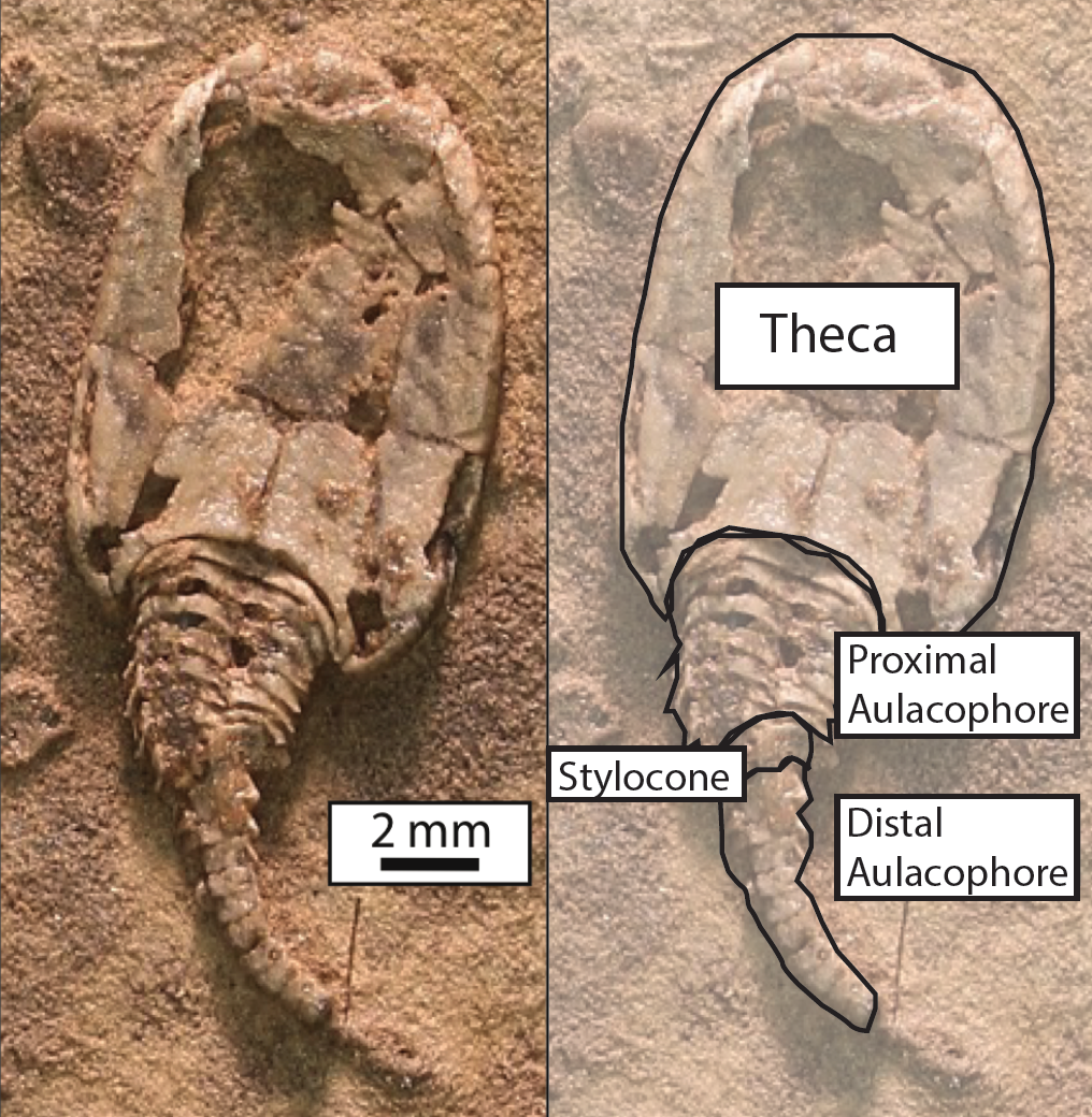 Guest Post: The Strangest-Looking Animals of All Time | What's In John ...