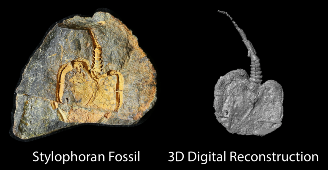 Guest Post: The Strangest-Looking Animals of All Time | What's In John ...