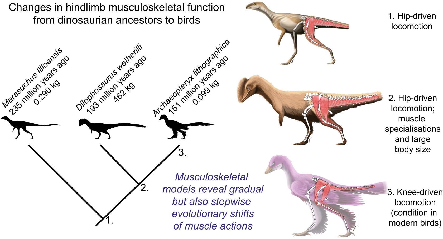 Evolutionary Biomechanics of Dinosaur Legs | What's In John's Freezer?