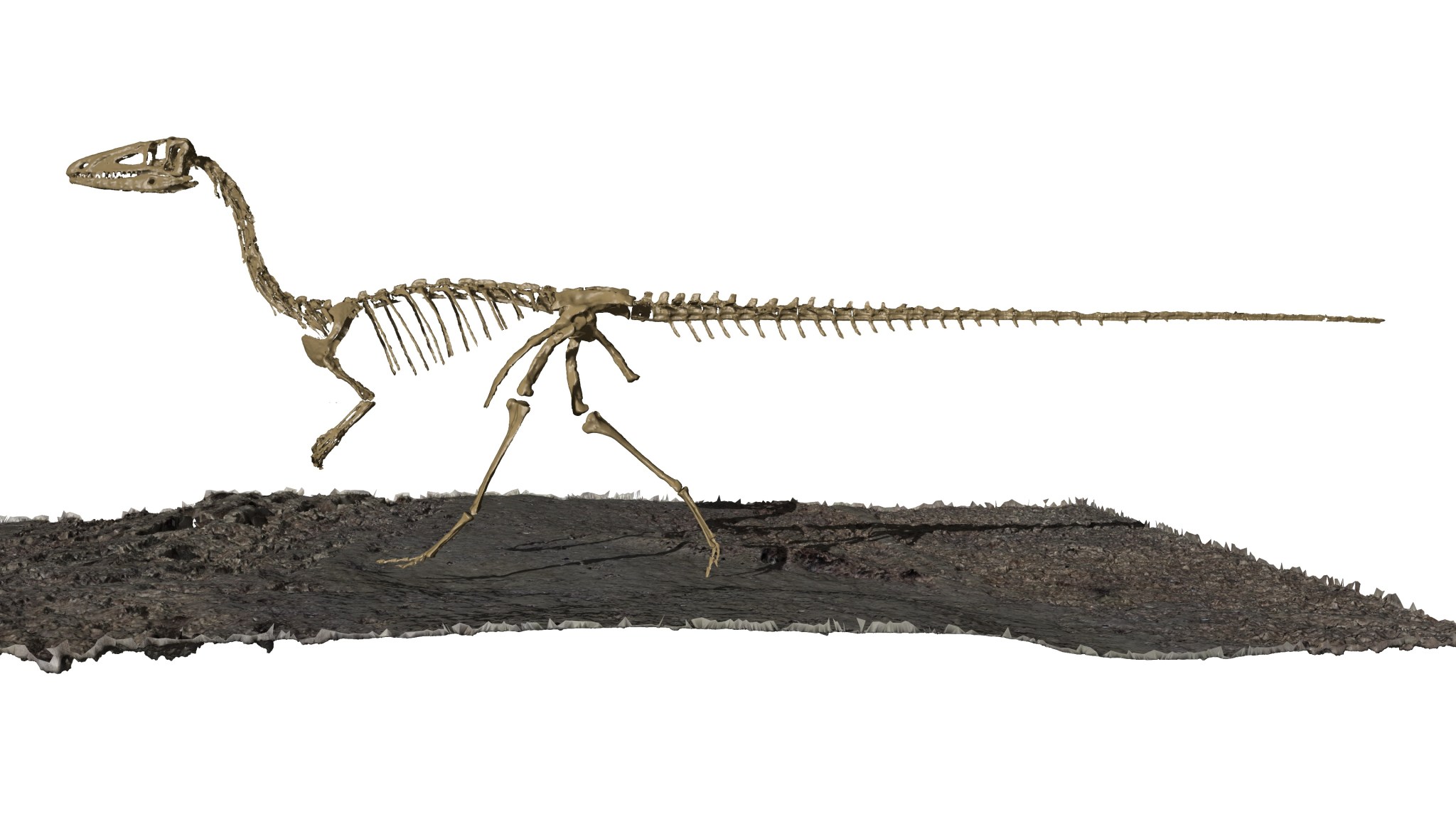 Exalting Archosauria | What's In John's Freezer?